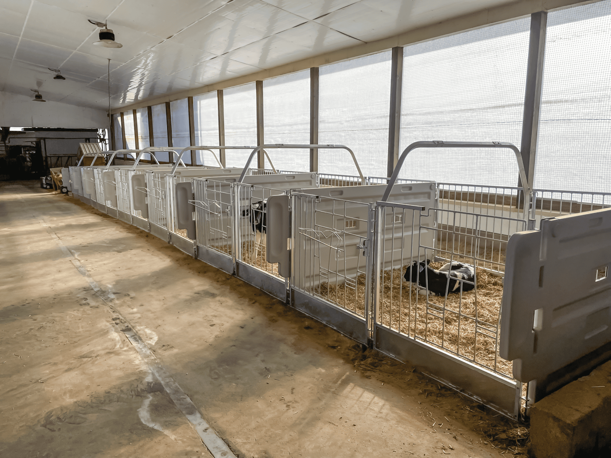 Durable, Long-lasting Calf Pens with Great Air Circulation