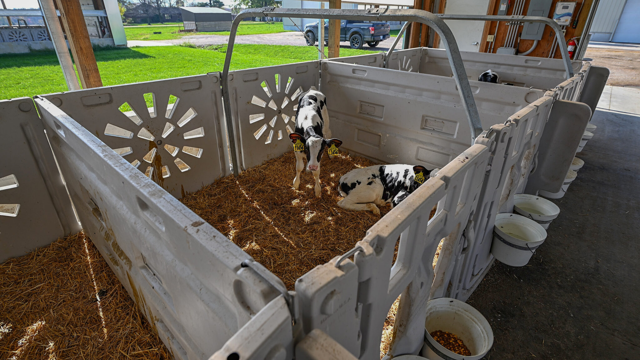 Calf Pens for Sale—Group Calves Individually or Together