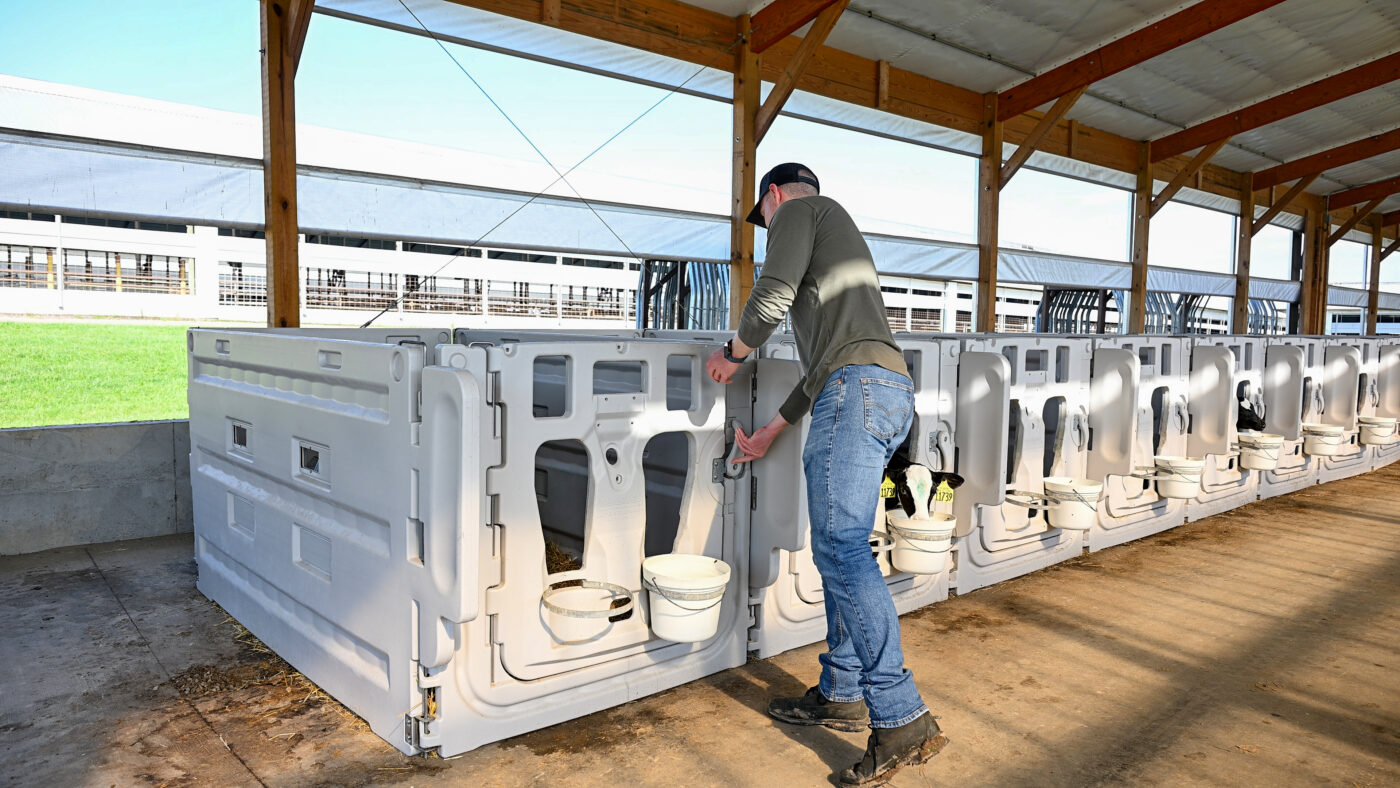 Calf Pens for Sale—Group Calves Individually or Together